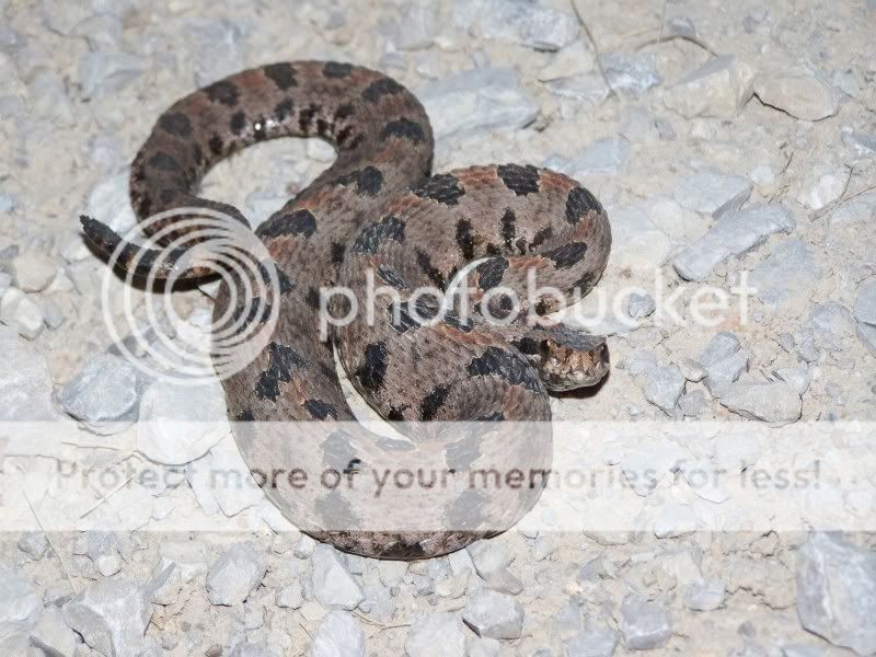 Western Pygmy Rattlers - Field Herp Forum