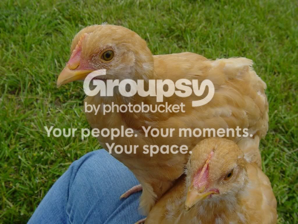 Buff Orpington Girls at 6 weeks old!! Pics***** | BackYard Chickens ...
