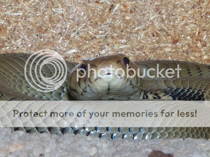 Urgent - kinda snake?