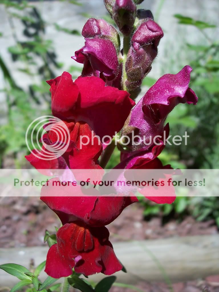 Red Snapdragon Image - Red Snapdragon Graphic Code
