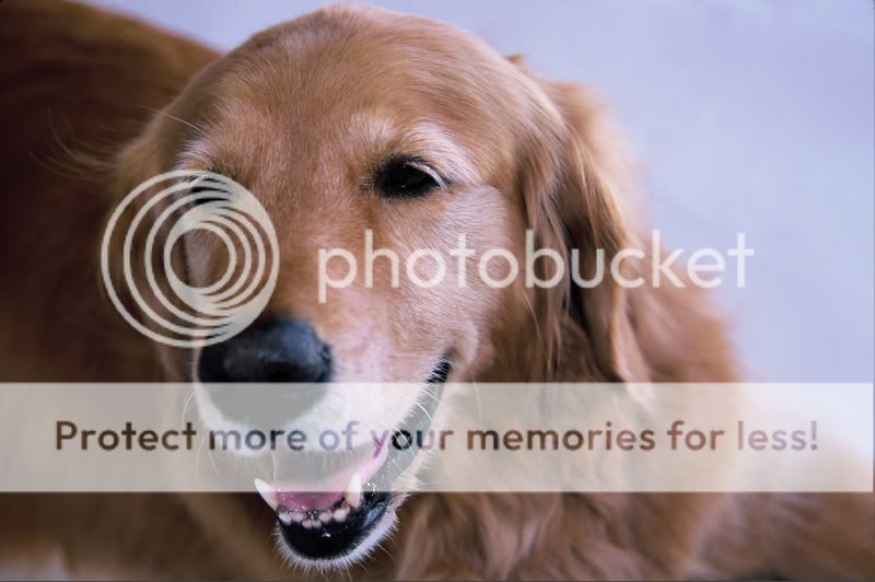 Trixie Koontz | Golden Retriever Dog Forums