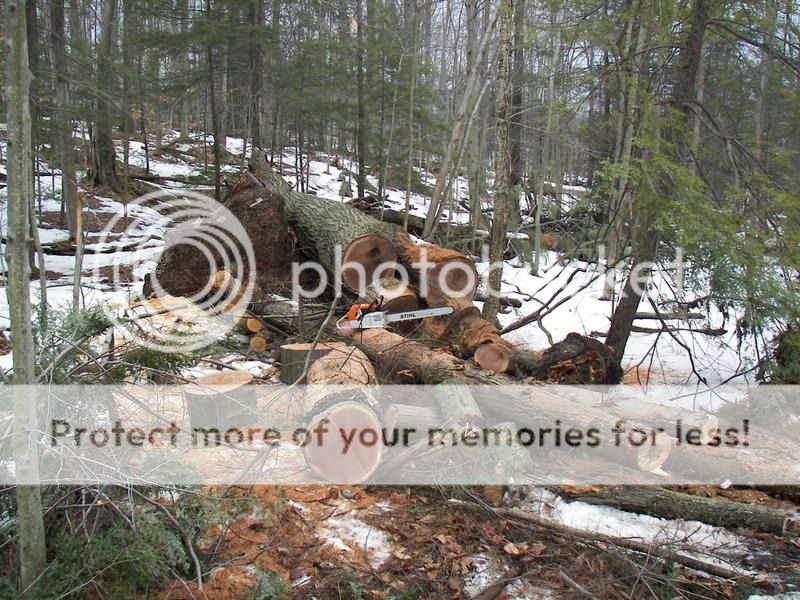 More pics from that big oak blow down | Arborist, Chainsaw & Tree Work ...
