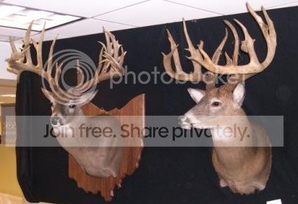 New potential state record typical | Ohio Sportsman - Your Ohio Hunting ...