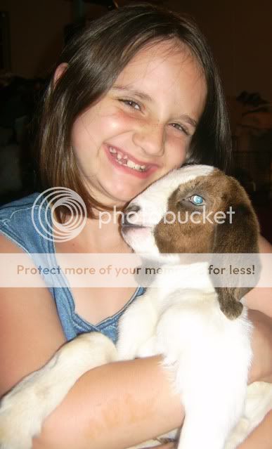 Dolly | The Goat Spot Forum